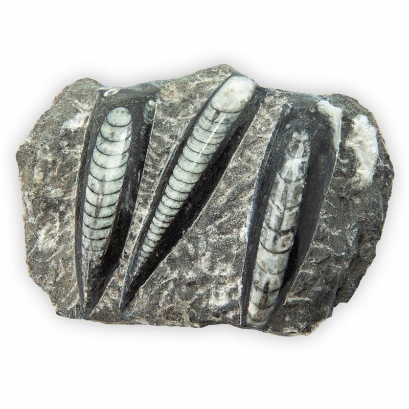 Rav med insekt er den perfekte gaven til de som har alt ...